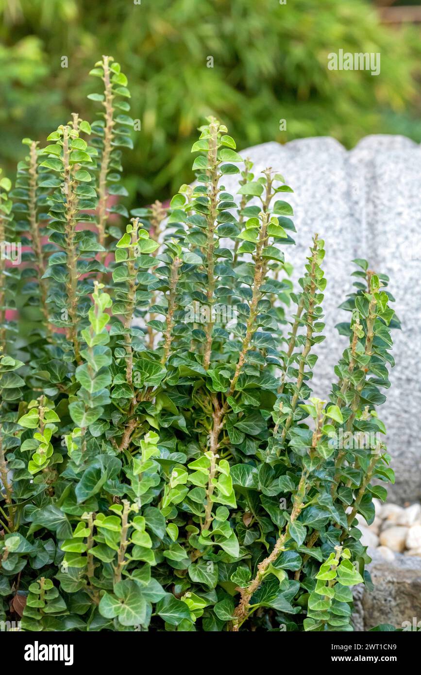 English ivy, common ivy (Hedera helix 'Erecta', Hedera helix Erecta ...