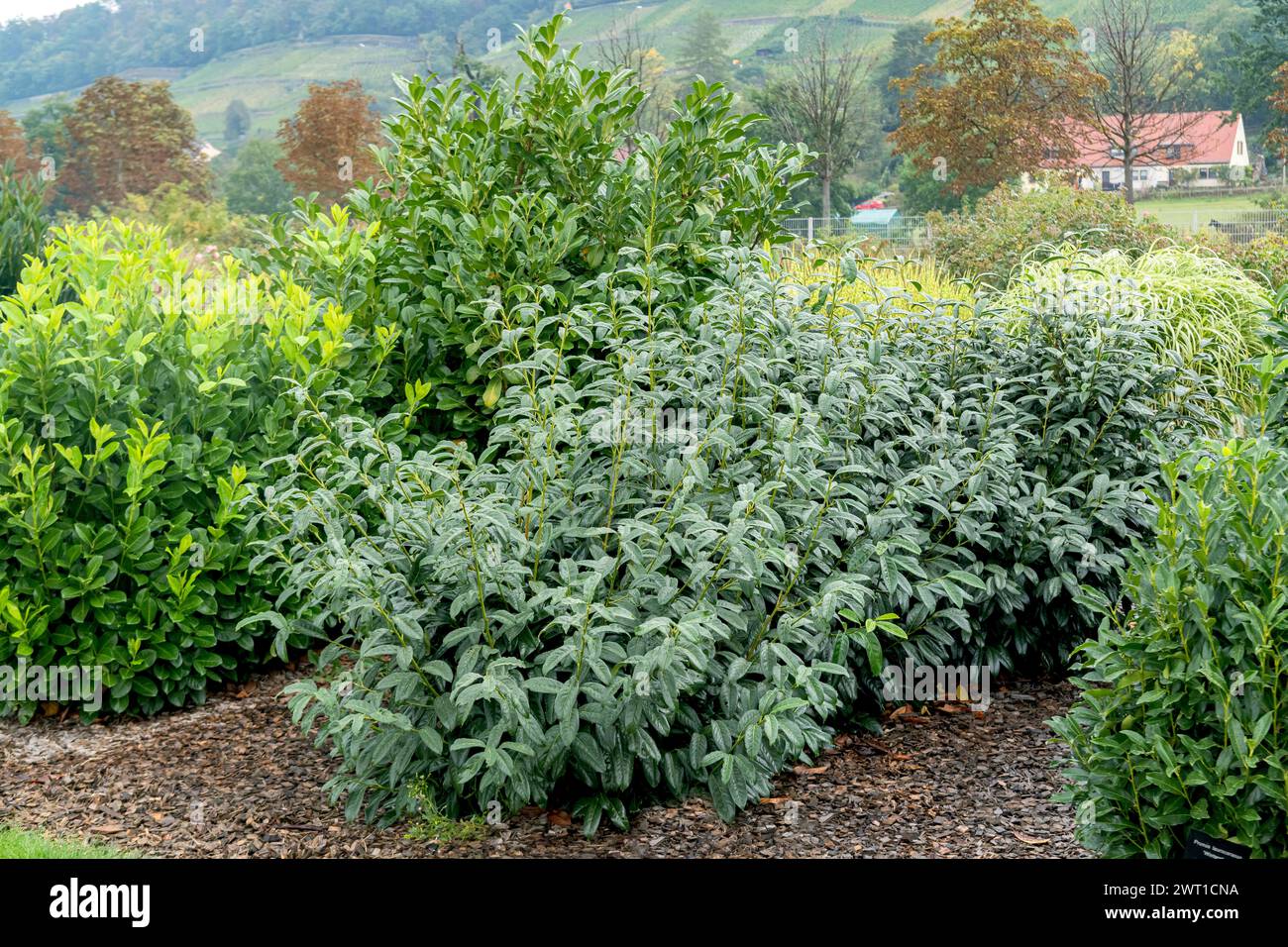 cherry-laurel (Prunus laurocerasus 'Schipkaensis Macrophylla', Prunus ...