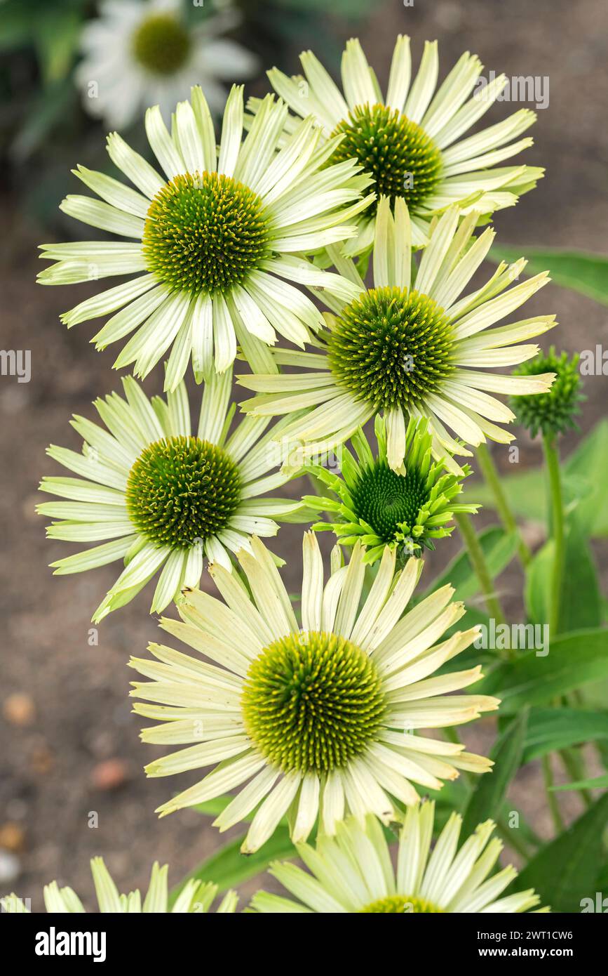 Purple Cone Flower, Eastern purple-coneflower, Purple-coneflower ...