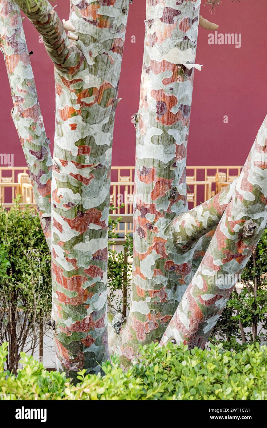 Bunge's pine, Lacebark pine, White-barked pine (Pinus bungeana), trunks ...