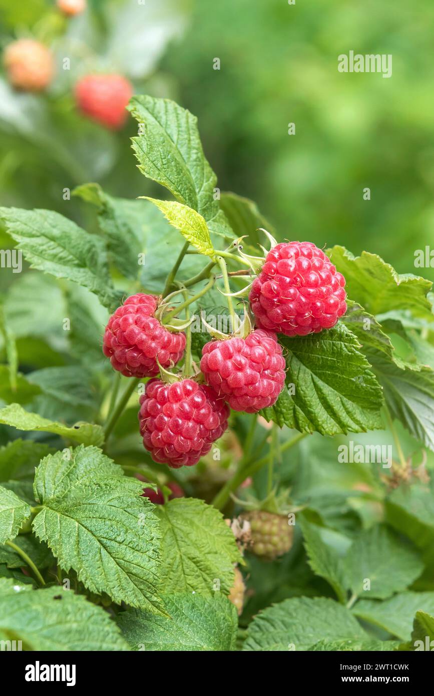 European red raspberry (Rubus idaeus 'Ruby Beauty', Rubus idaeus Ruby ...