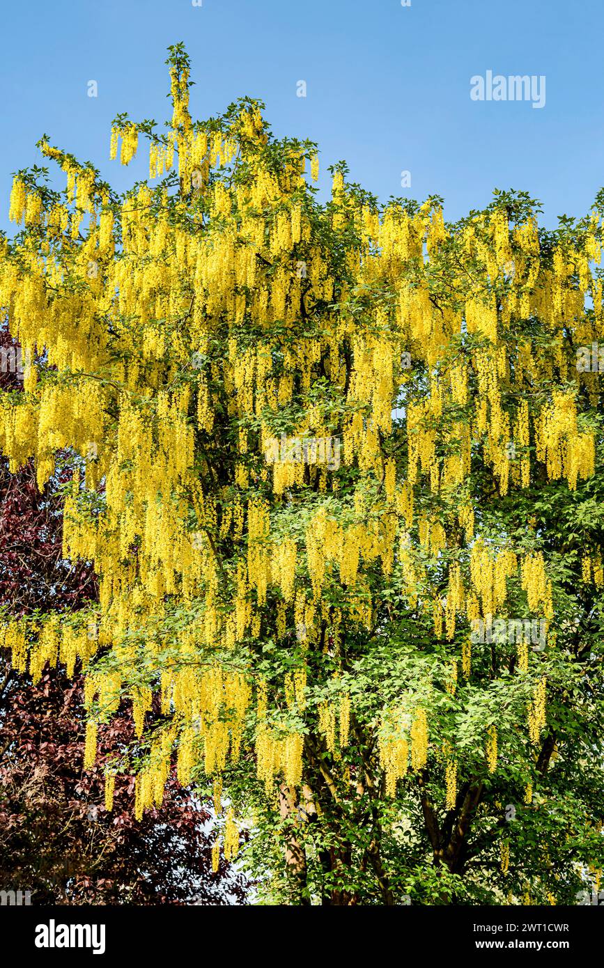 common laburnum (Laburnum watereri 'Vossii', Laburnum watereri Vossii ...