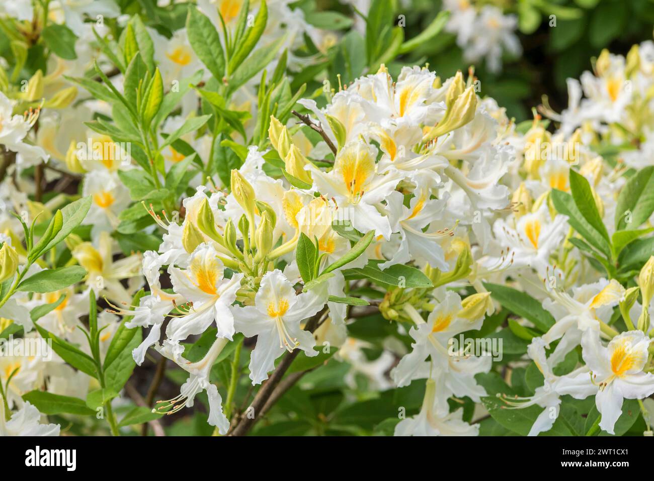 Azalea (Rhododendron 'Snowdrift', Rhododendron Snowdrift), flowers of ...