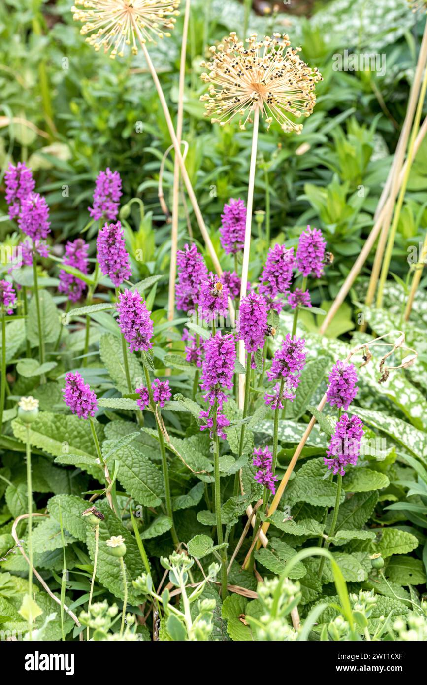 Dense-flowered betony (Stachys monnieri 'Hummelo', Stachys monnieri ...