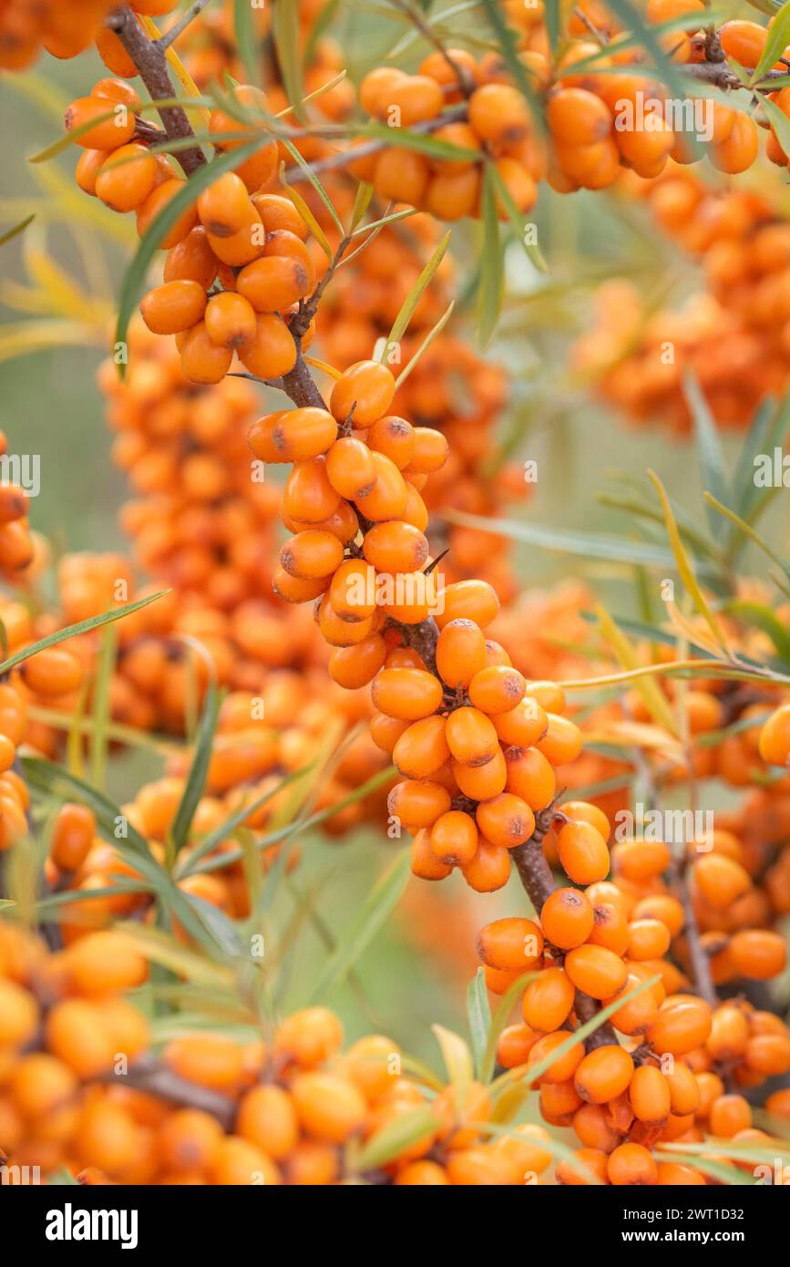 common seabuckthorn (Hippophae rhamnoides 'Leikora', Hippophae ...