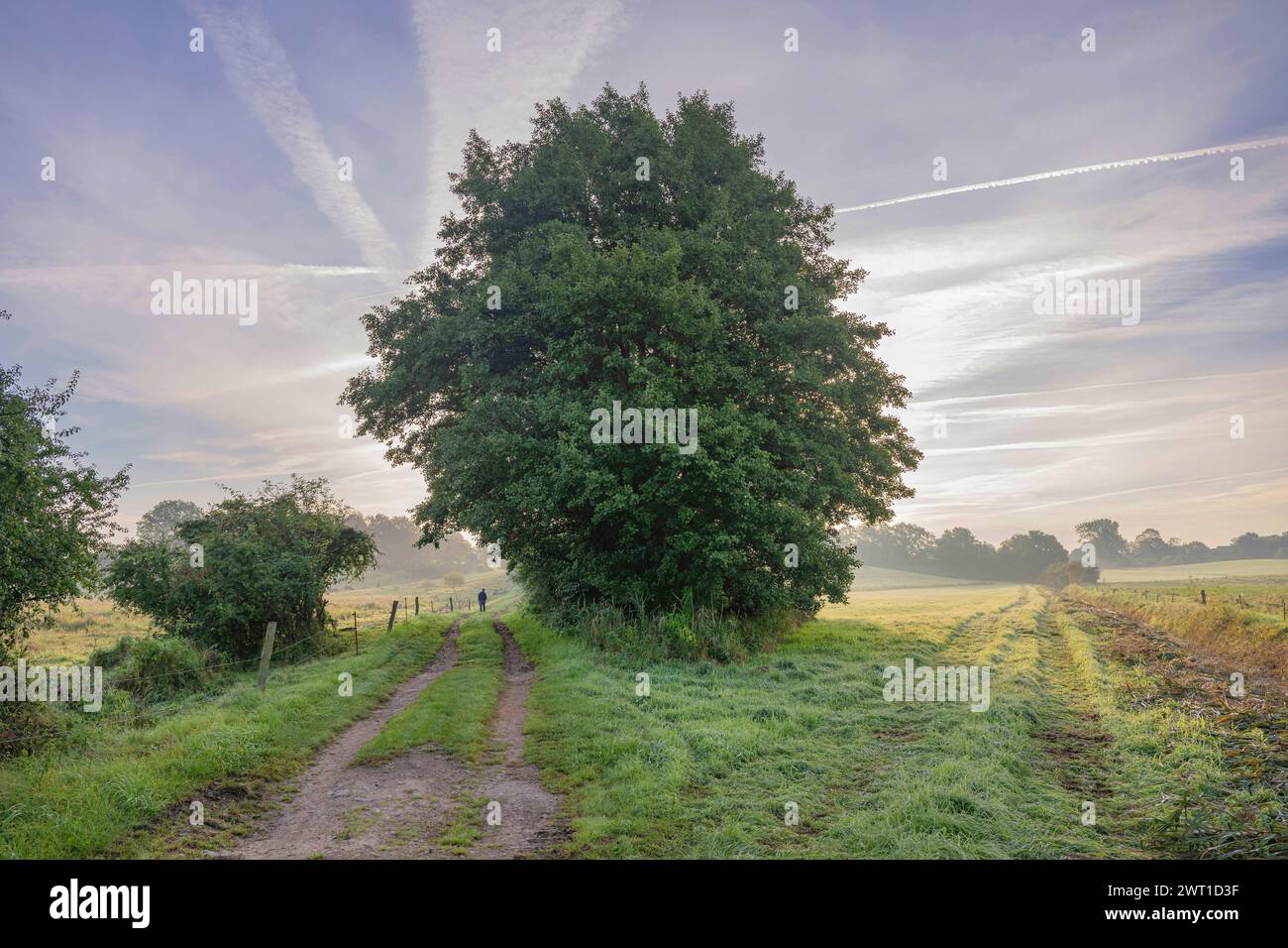 feld path in the morning light, Germany, Mecklenburg-Western Pomerania ...