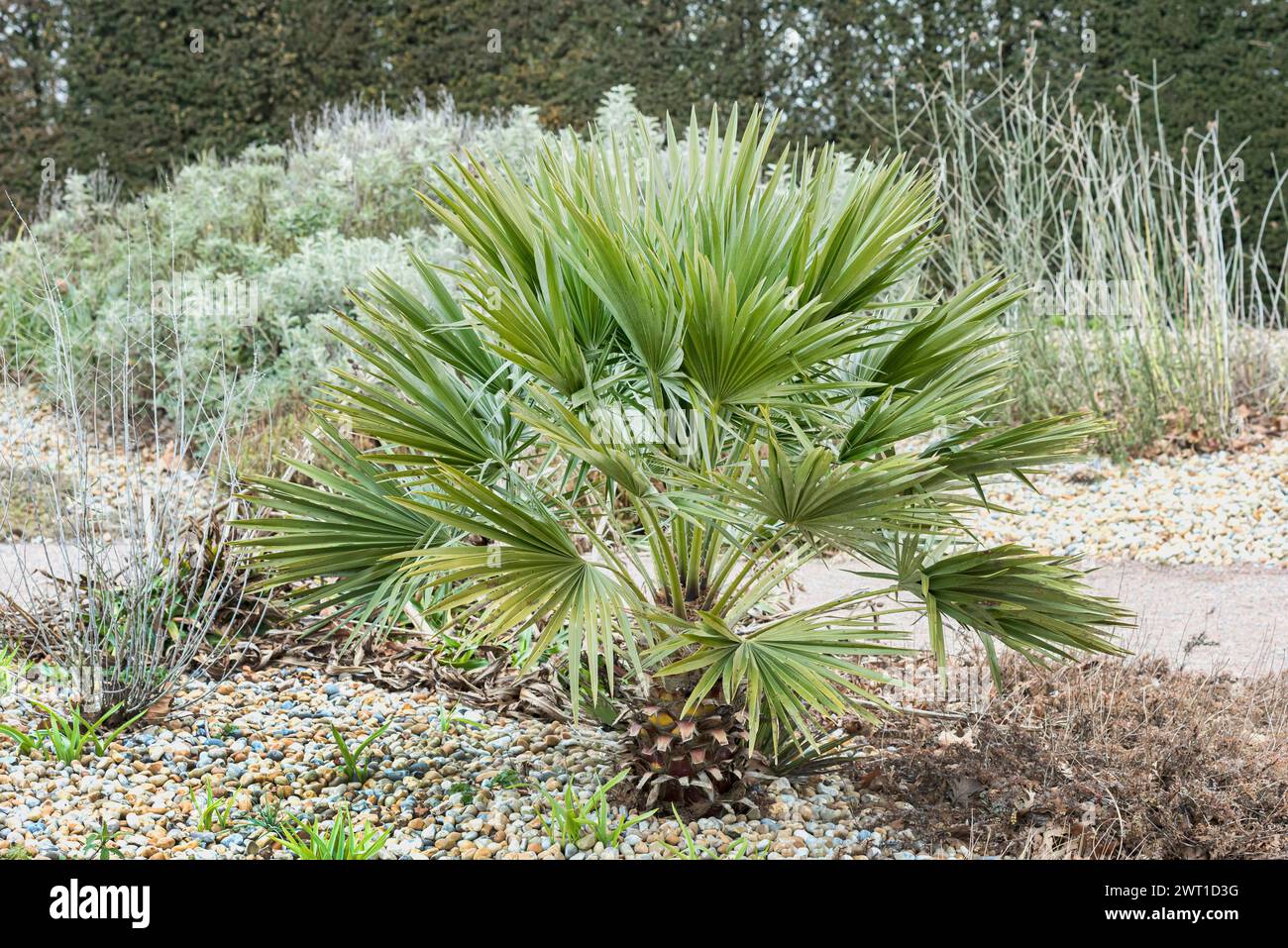 European fan palm, Mediterranean dwarf palm (Chamaerops humilis), in a garden, Europe, Europe ...