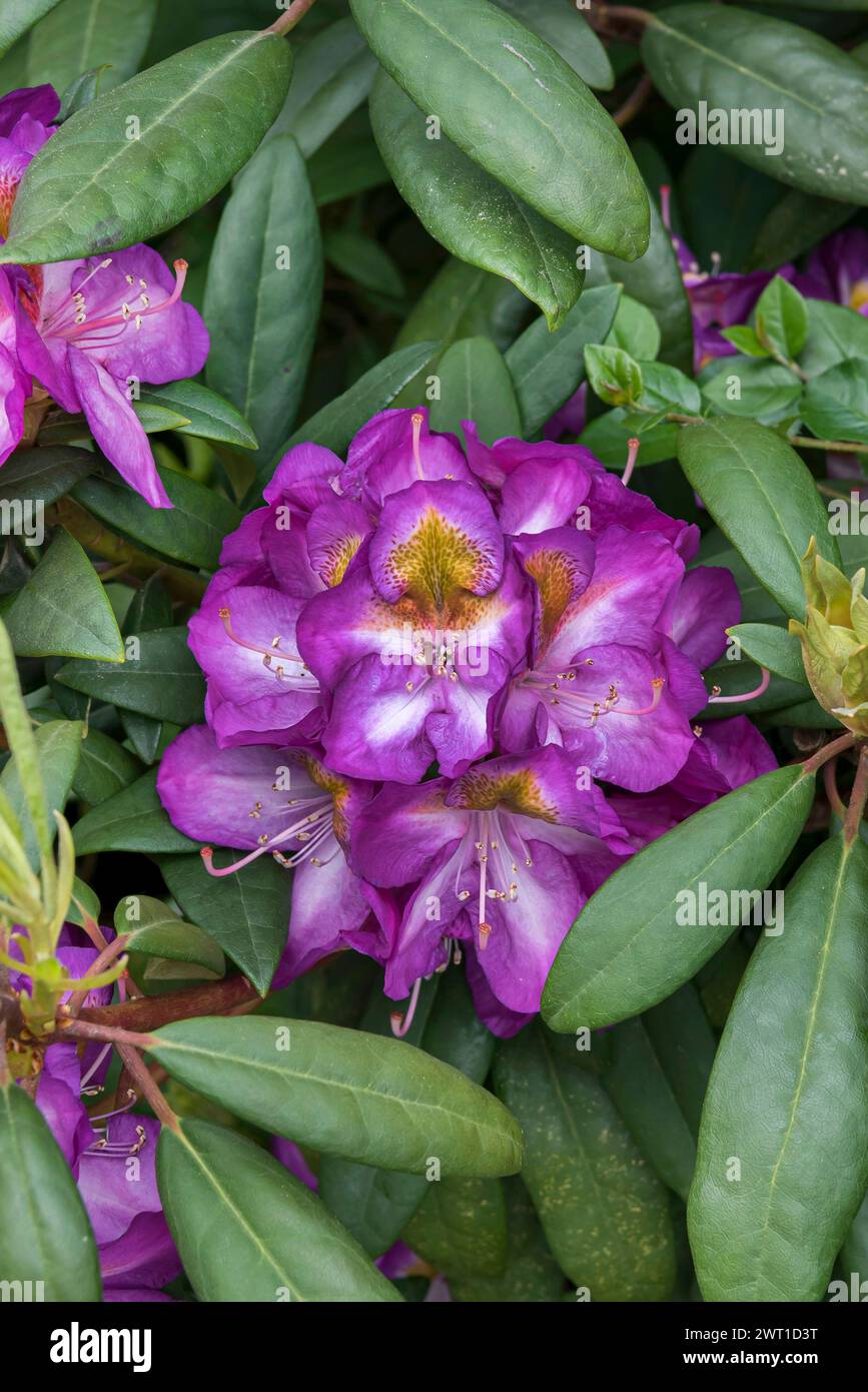 rhododendron (Rhododendron 'Blue Bell', Rhododendron Blue Bell ...