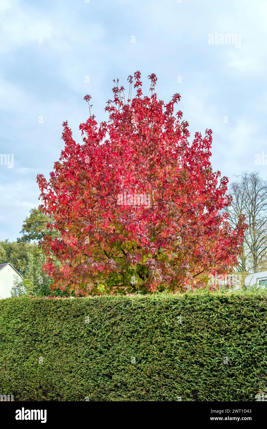 Liquidambar styraciflua europe hi-res stock photography and images - Alamy