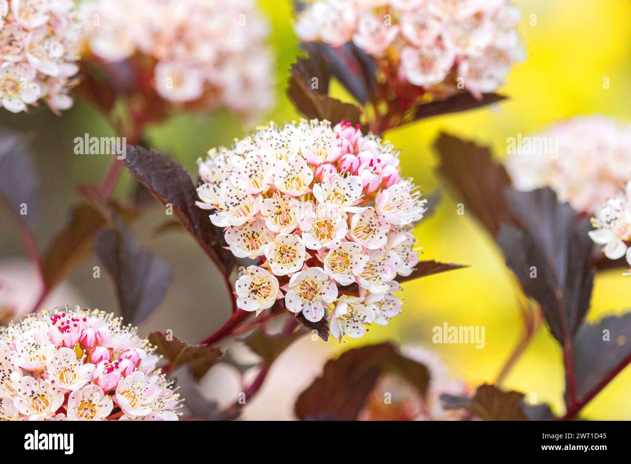 eastern ninebark (Physocarpus opulifolius 'Summer Wine',Physocarpus ...