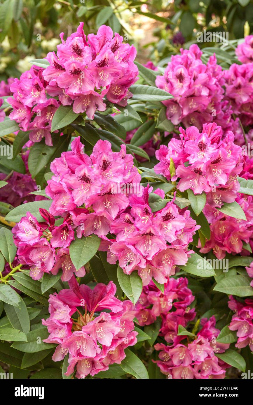 rhododendron (Rhododendron 'Professor Hugo de Vries', Rhododendron ...
