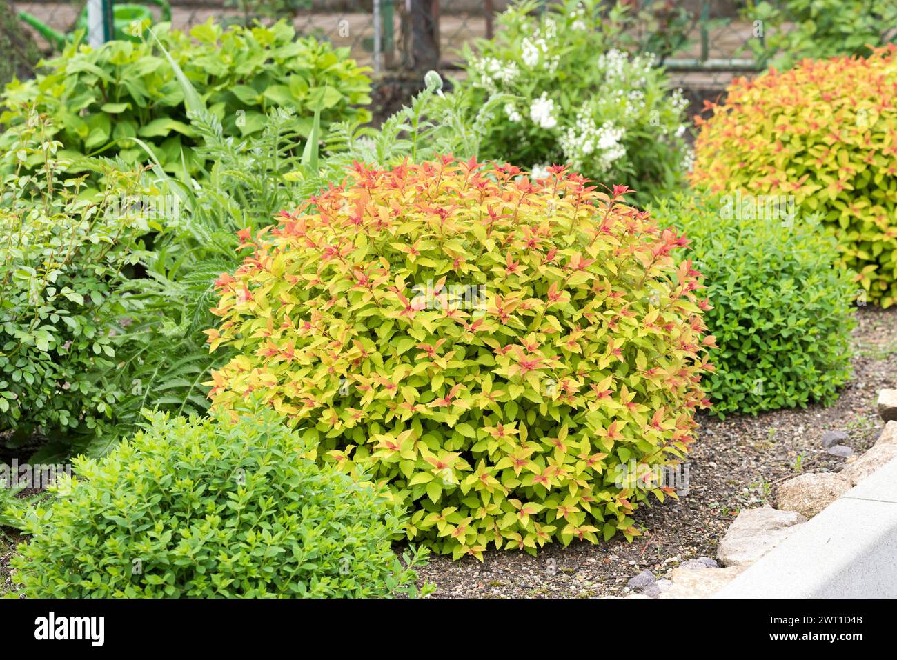 Japanese Meadowsweet (Spiraea japonica 'Magic Carpet', Spiraea japonica ...