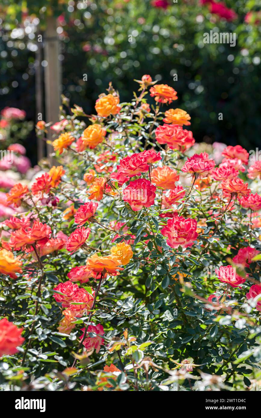 Dwarf rose (Rosa 'Little Miss Sunshine', Rosa Little Miss Sunshine ...