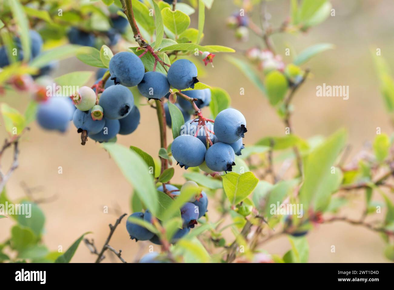 Vaccinium oneal hi-res stock photography and images - Alamy