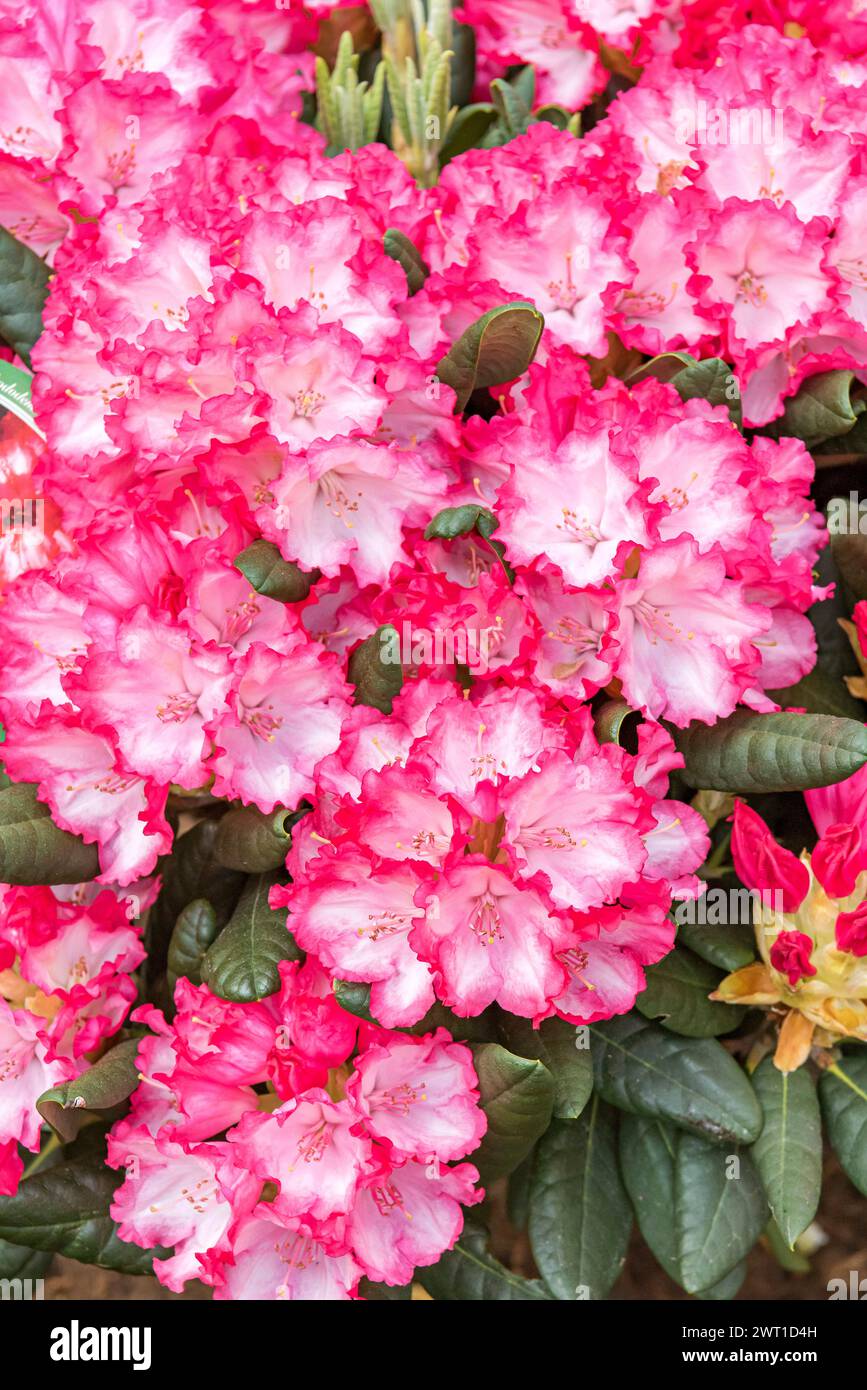 Rhododendron (Rhododendron 'Kokette', Rhododendron Kermesina Kokette ...