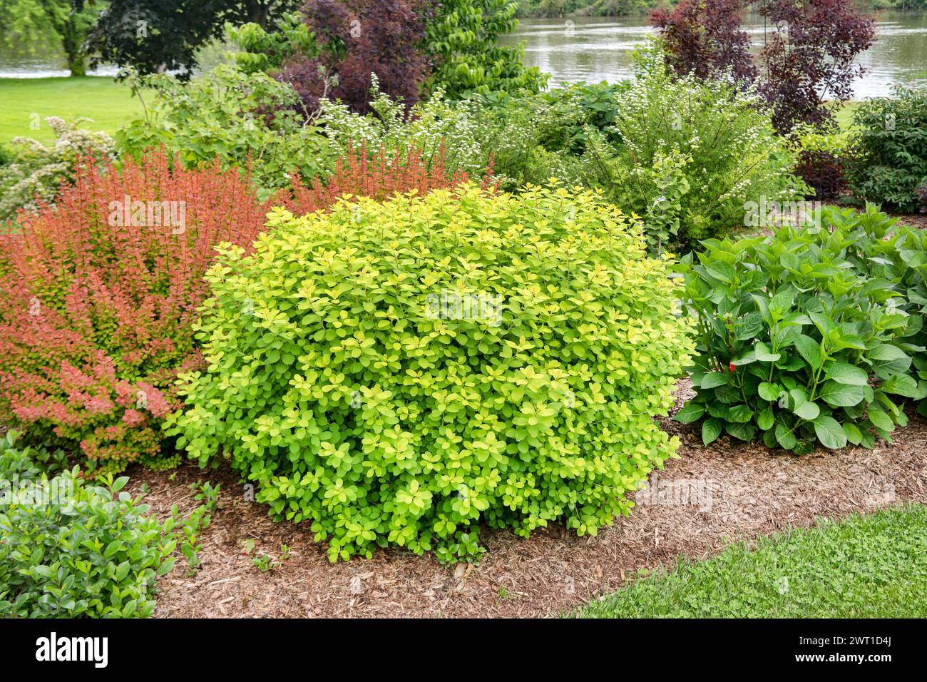 Spiraea tor gold hi-res stock photography and images - Alamy