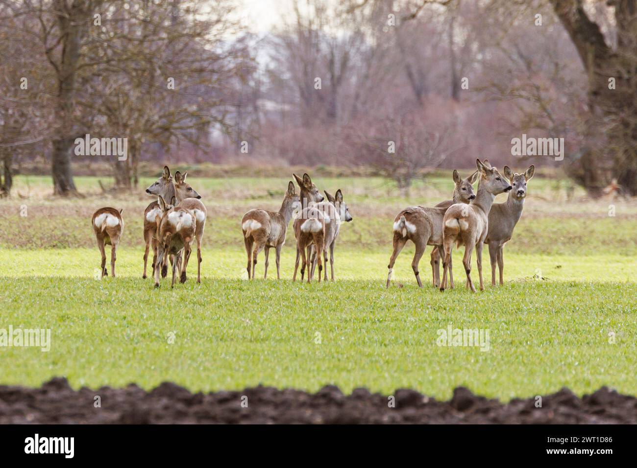 roe deer, roe, western roe deer, European roe (Capreolus capreolus ...