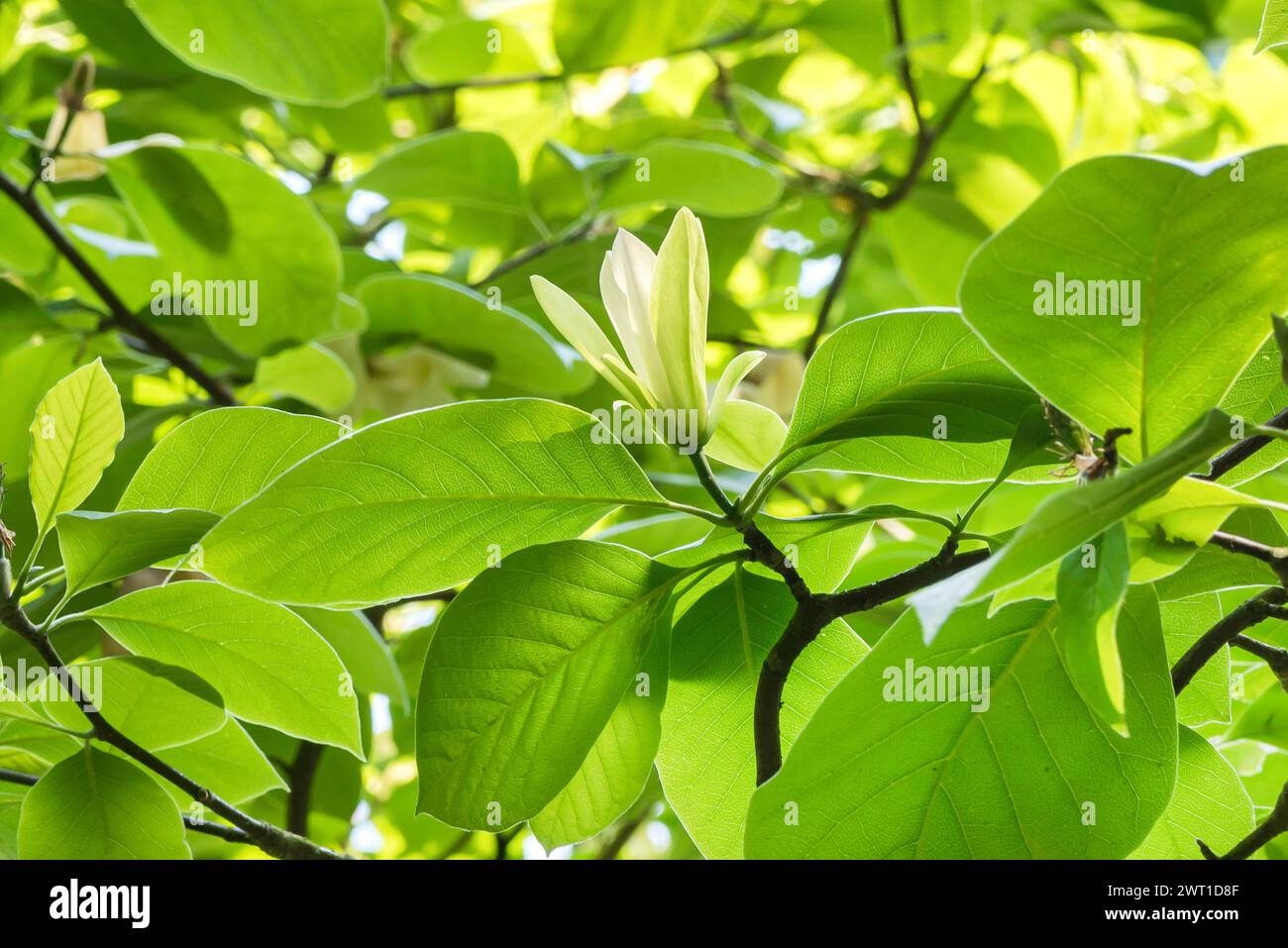 Solar Flair Magnolia (Magnolia 'Solar Flair', Magnolia Solar Flair ...