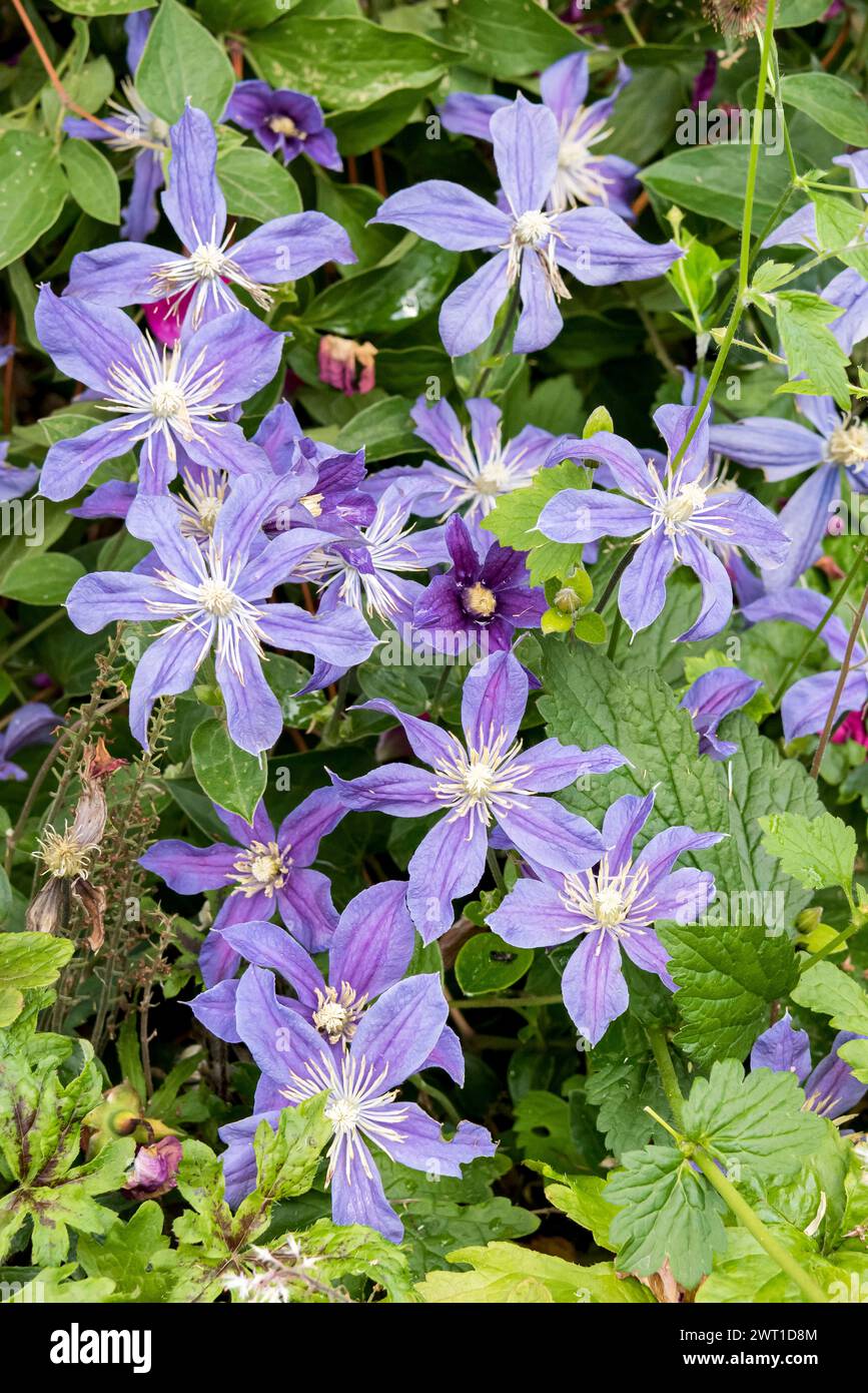 clematis, virgins-bower (Clematis 'Prince Charles', Clematis Prince ...