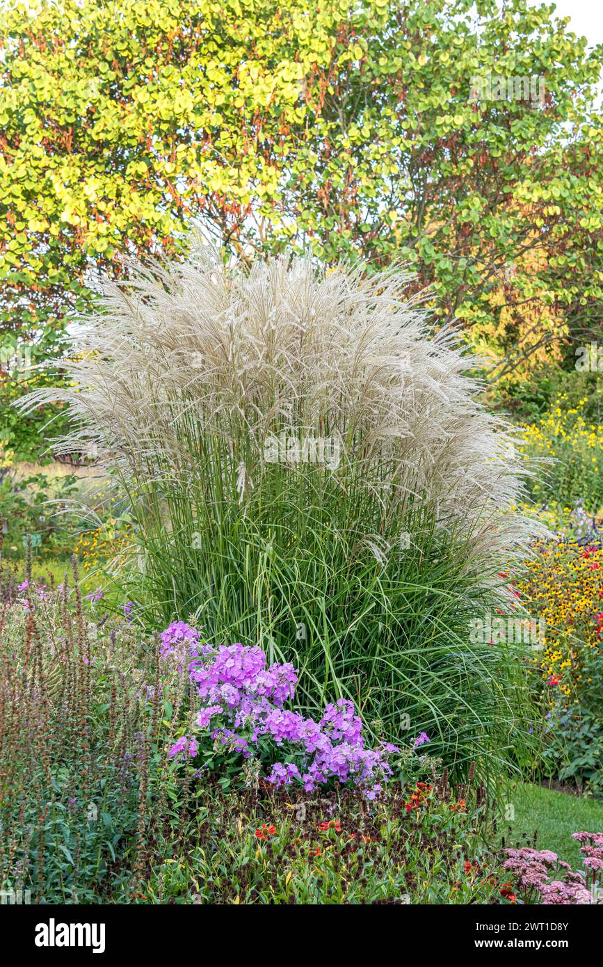 Chinese silver grass, Zebra grass, Tiger grass (Miscanthus sinensis ...