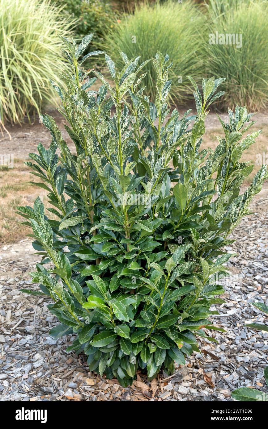 cherry-laurel (Prunus laurocerasus 'Ivory', Prunus laurocerasus Ivory ...