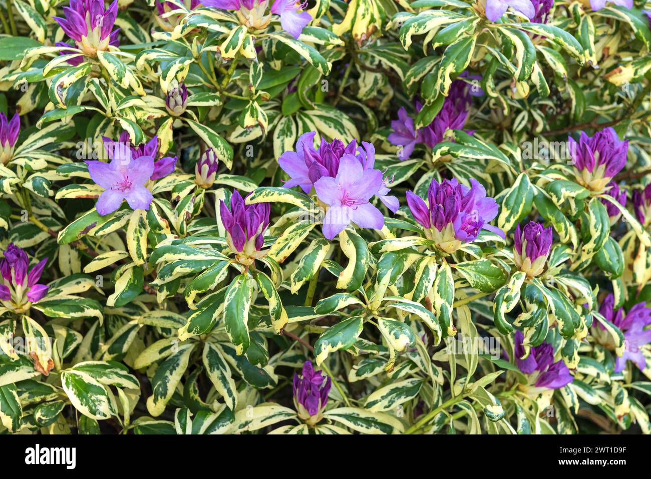 Purple Rhododendron (Rhododendron ponticum 'Aureovariegatum ...