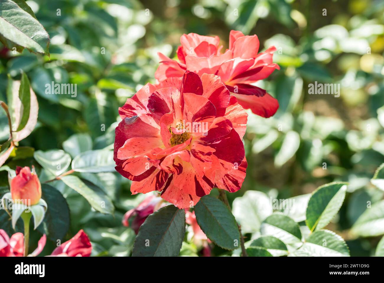 ornamental rose (Rosa 'Poseidon', Rosa Poseidon), flowers of cultivar ...