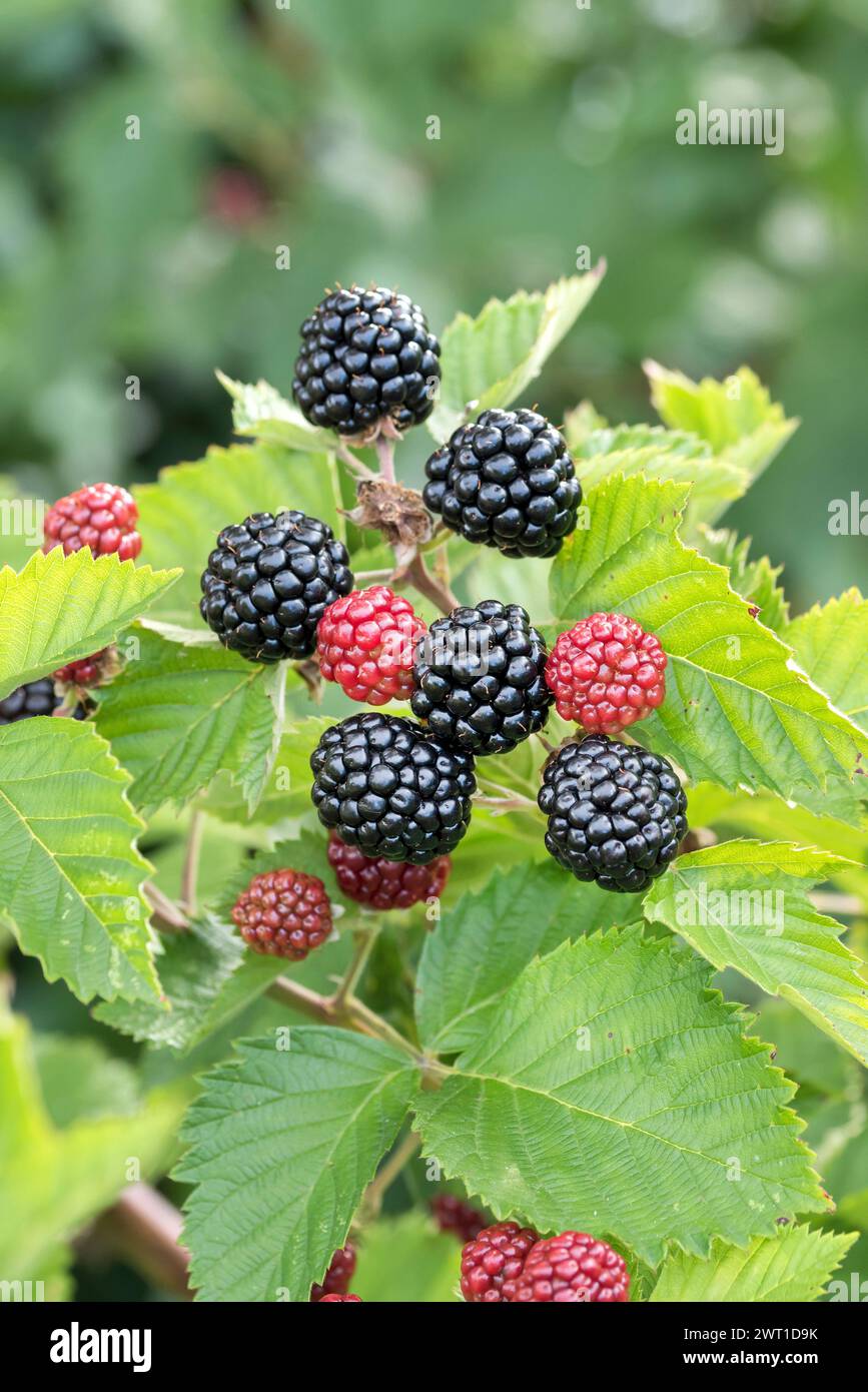 Shrubby Quinquefoil (Rubus fruticosus 'Asterina', Rubus fruticosus ...
