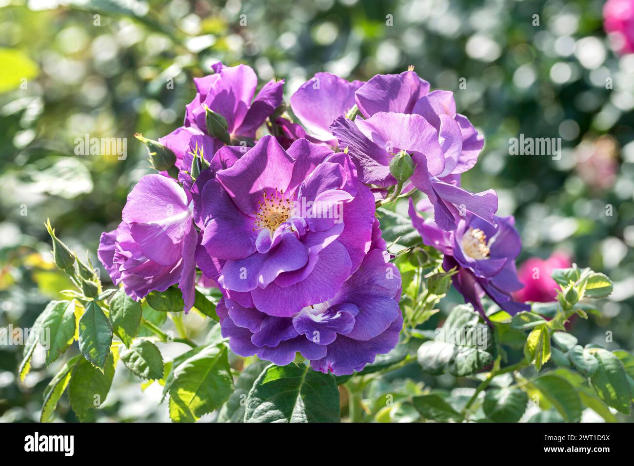 ornamental rose (Rosa 'Rhapsody in Blue', Rosa Rhapsody in Blue ...