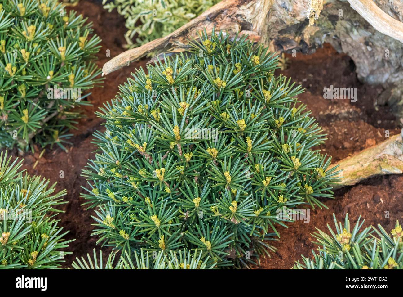 Sciadopitys kobito hi-res stock photography and images - Alamy