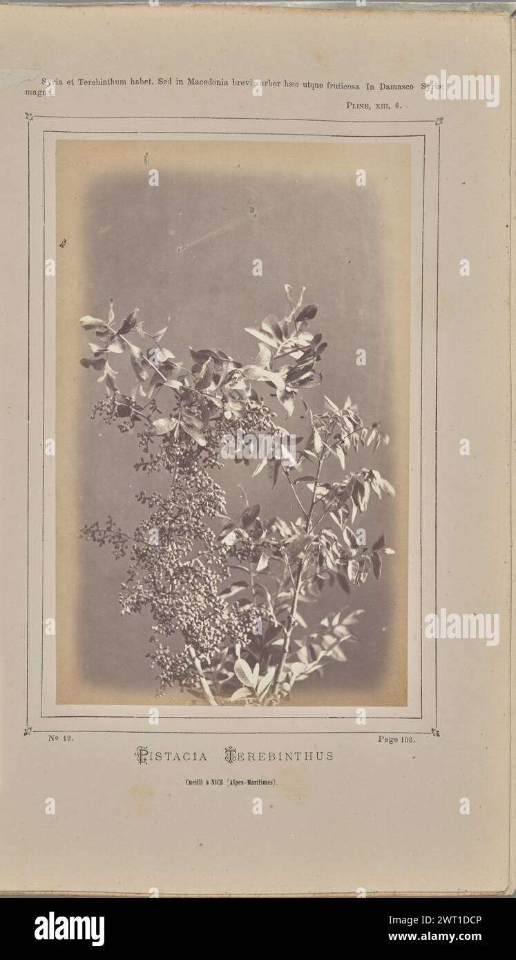 Terebinth tree hi-res stock photography and images - Alamy