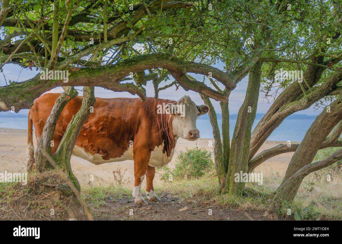 domestic cattle (Bos primigenius f. taurus), standing under trees on ...
