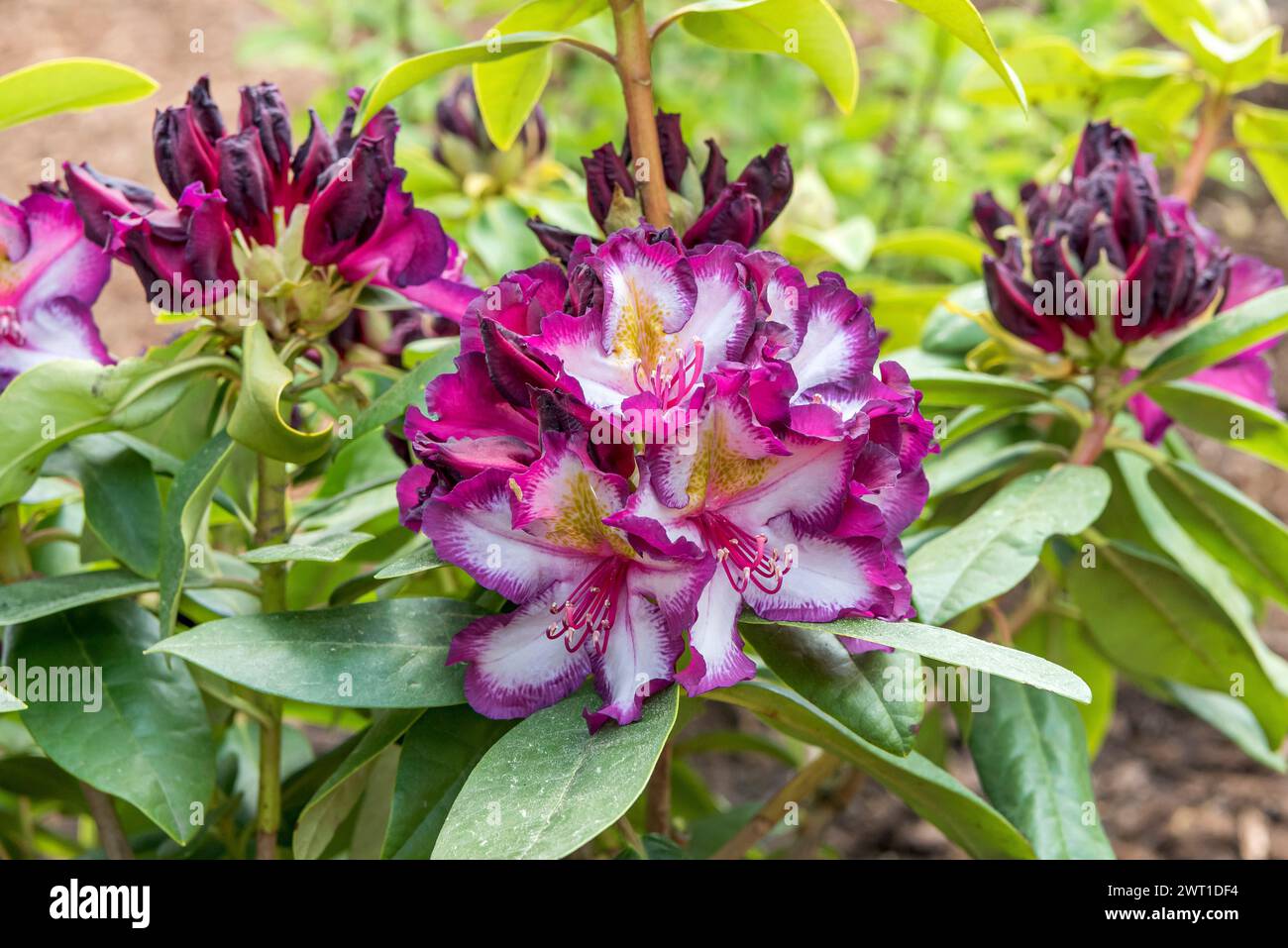 rhododendron (Rhododendron 'Midnight Magic', Rhododendron Midnight ...