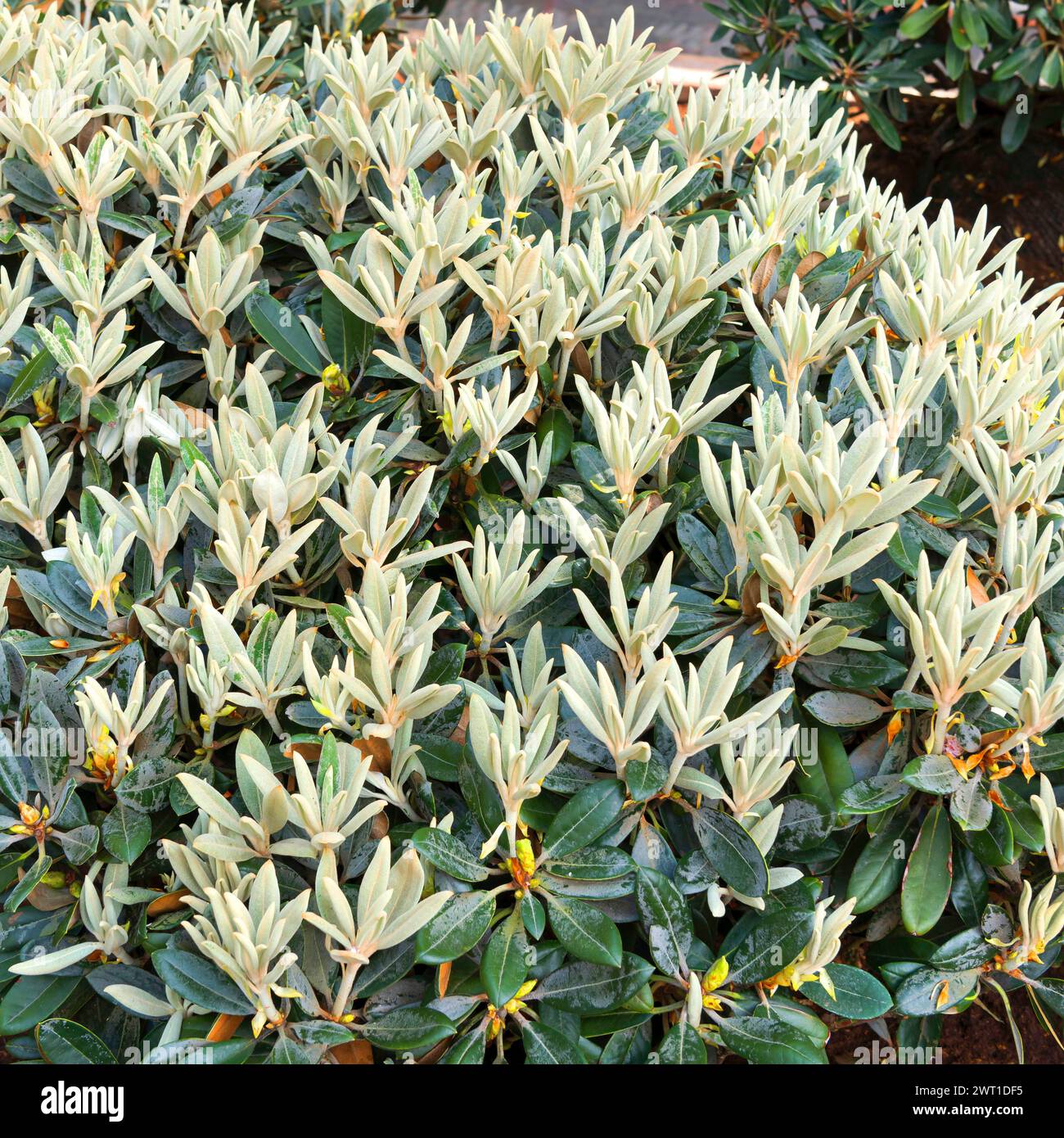 Rhododendron (Rhododendron 'Silbervelours', Rhododendron Kermesina ...