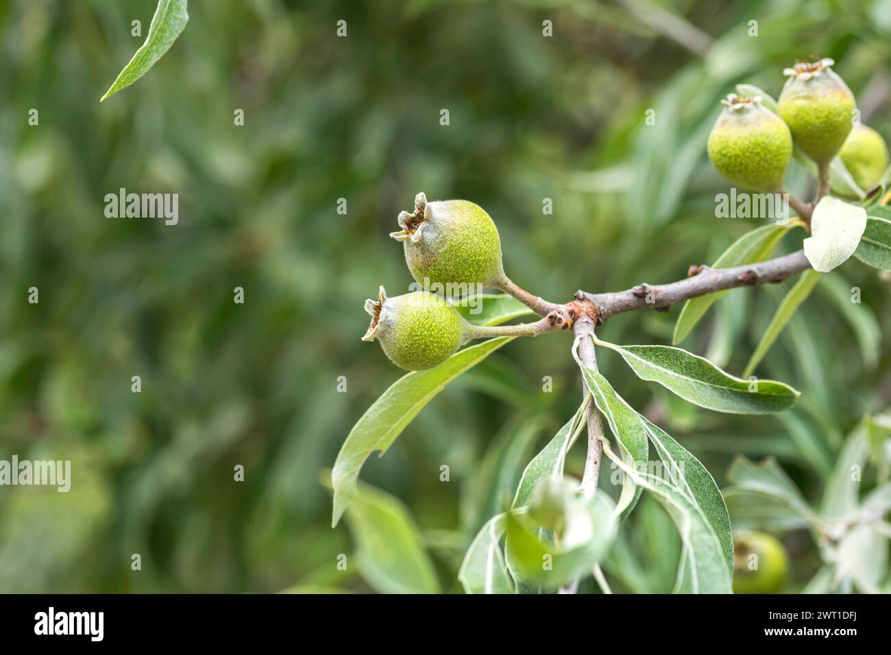 Willow-leaved Pear, Willow leaved Pear, Willowleaf Pear, Weeping Pear ...