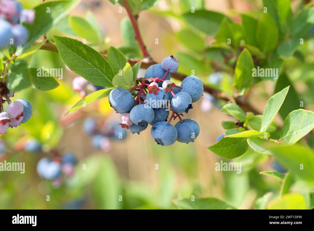 Vaccinium springwide hi-res stock photography and images - Alamy