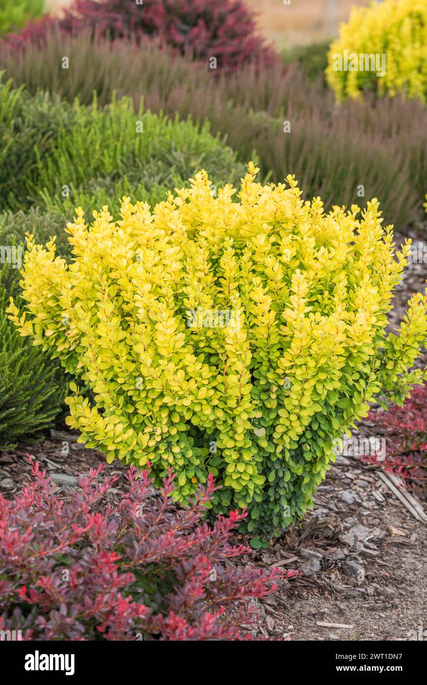 Japanese barberry (Berberis thunbergii 'Golden Torch', Berberis ...