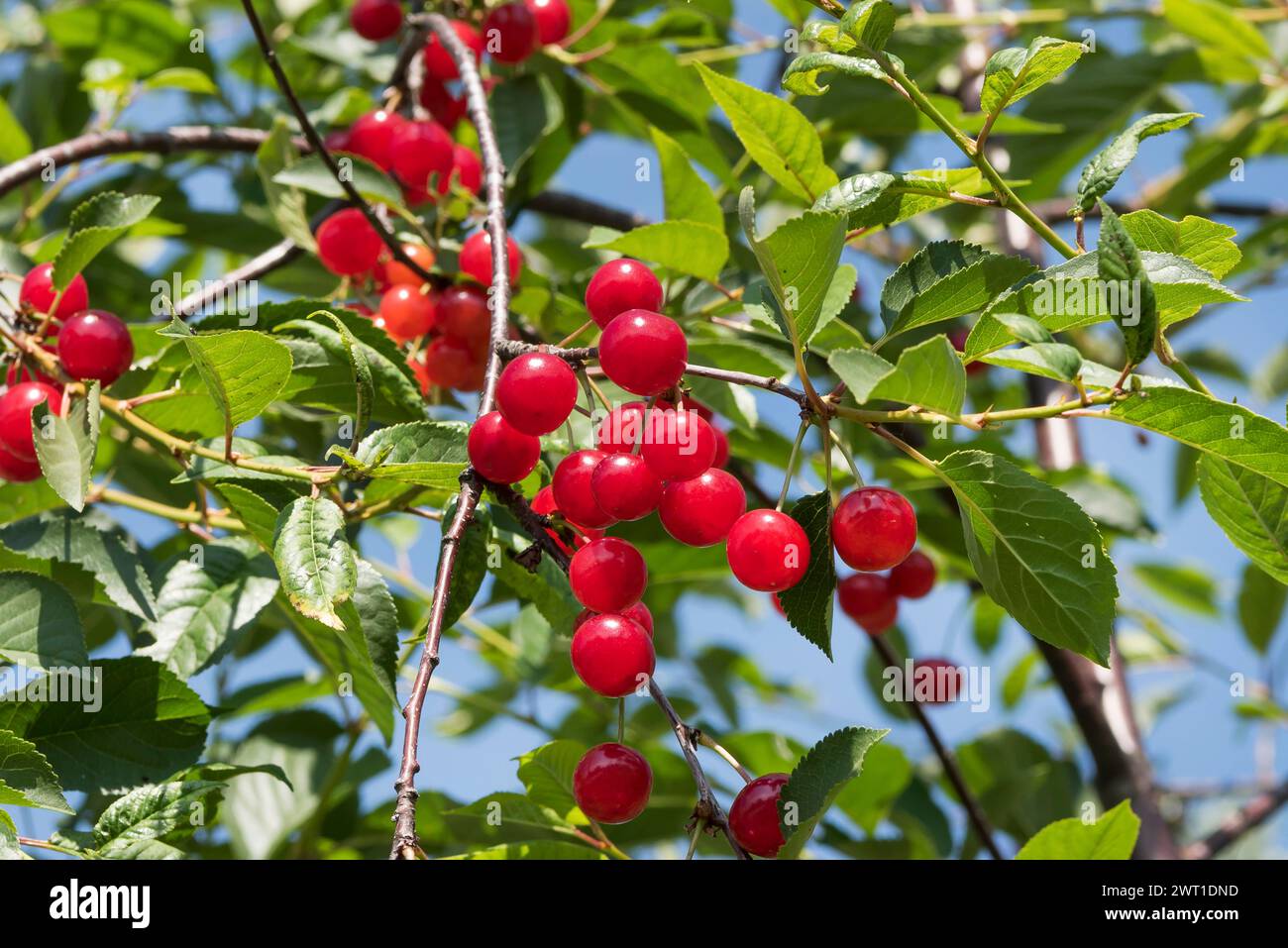 Prunus cerasus rubin hi-res stock photography and images - Alamy