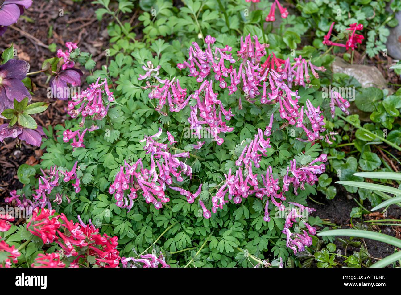 Solid-tubered corydalis, Bird in a Bush, Fumewort (Corydalis solida ...