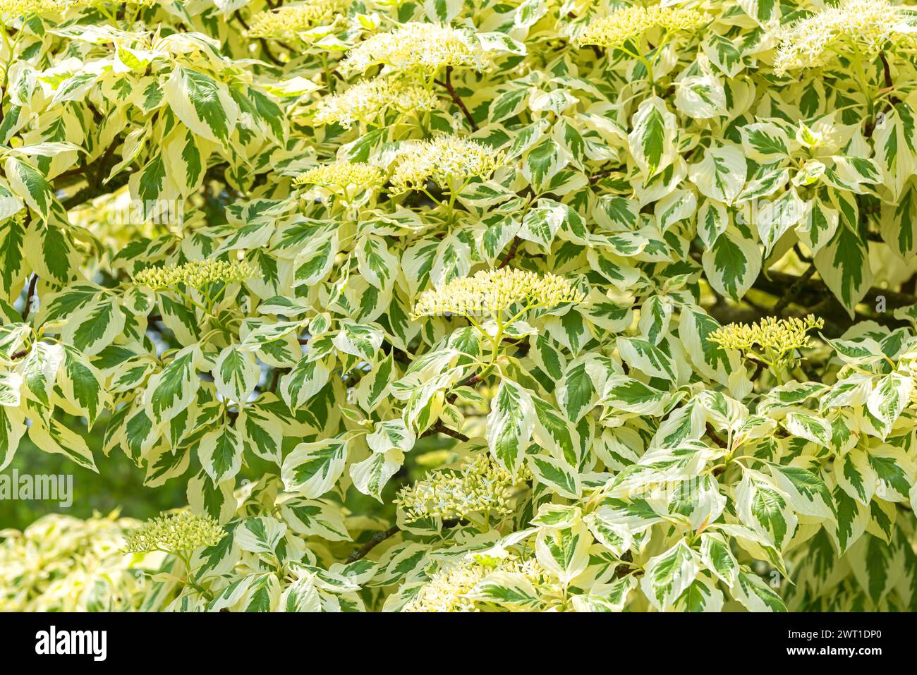 giant dogwood (Cornus controversa 'Variegata', Cornus controversa ...