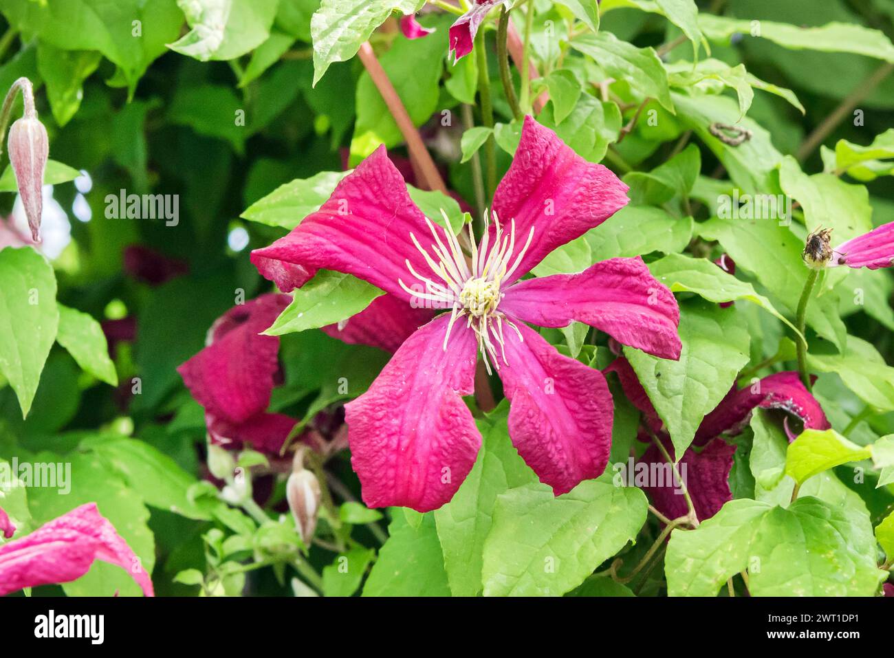 clematis, virgins-bower (Clematis 'Madame Julia Correvon', Clematis ...