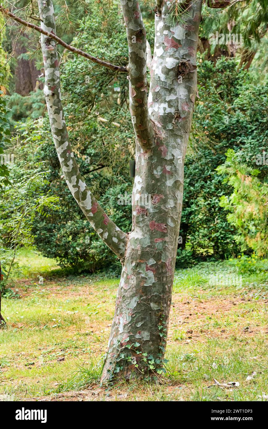 Bunge's pine, Lacebark pine, White-barked pine (Pinus bungeana), trunk ...