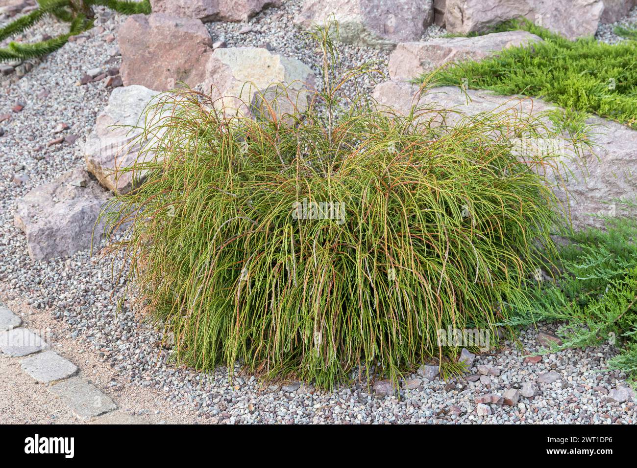 red cedar (Thuja plicata 'Whipcord', Thuja plicata Whipcord), habit of ...