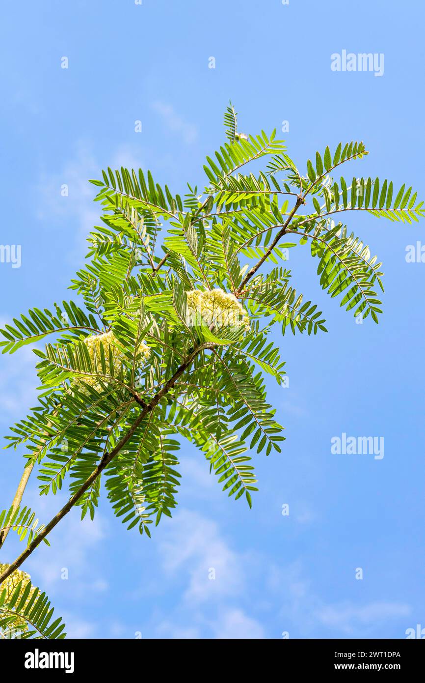 Chinese mountain ash tree (Sorbus scalaris), blooming branch, Europe ...