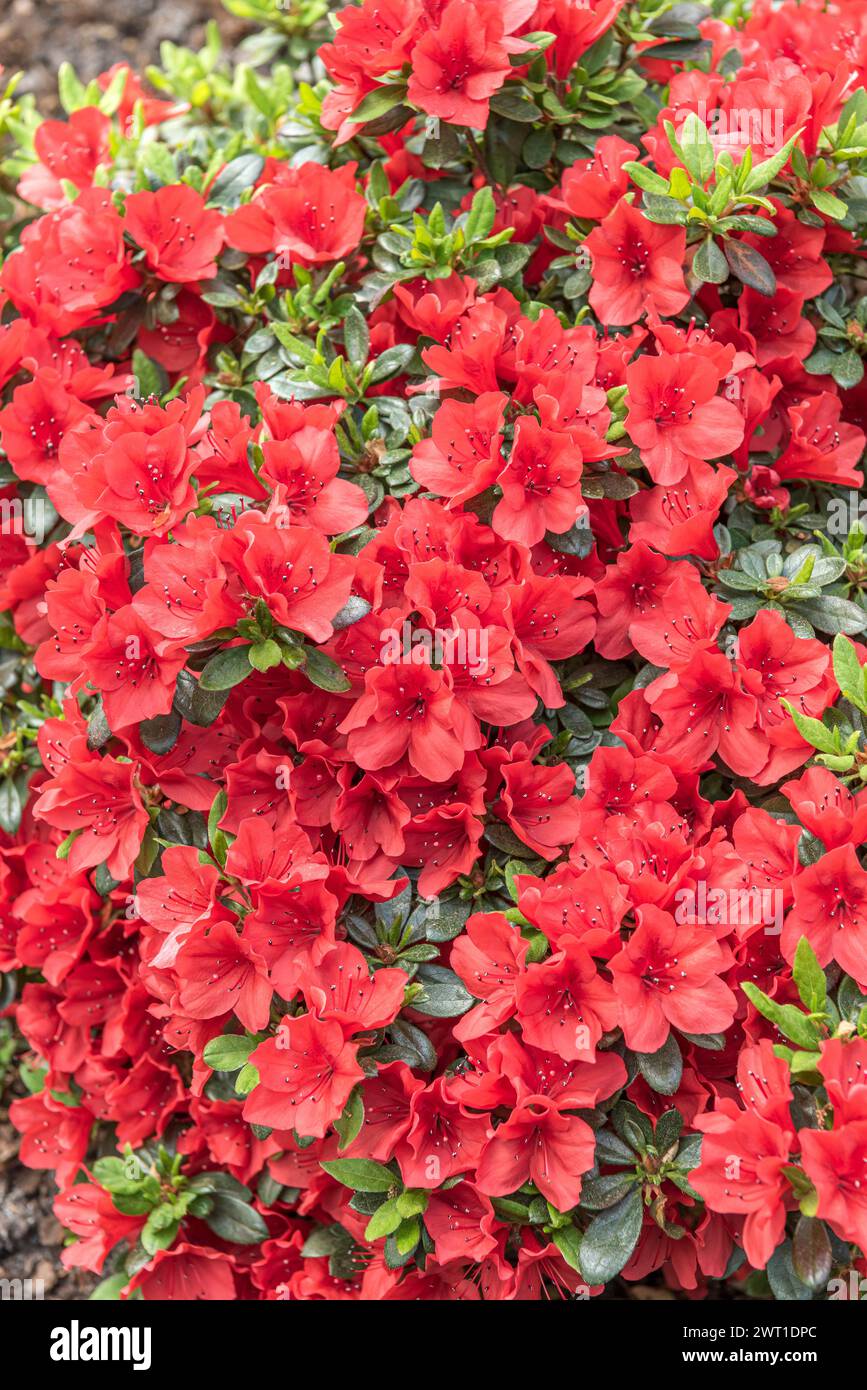 Japanese Azalea (Rhododendron 'Sandy's Fire', Rhododendron Sandy's Fire ...
