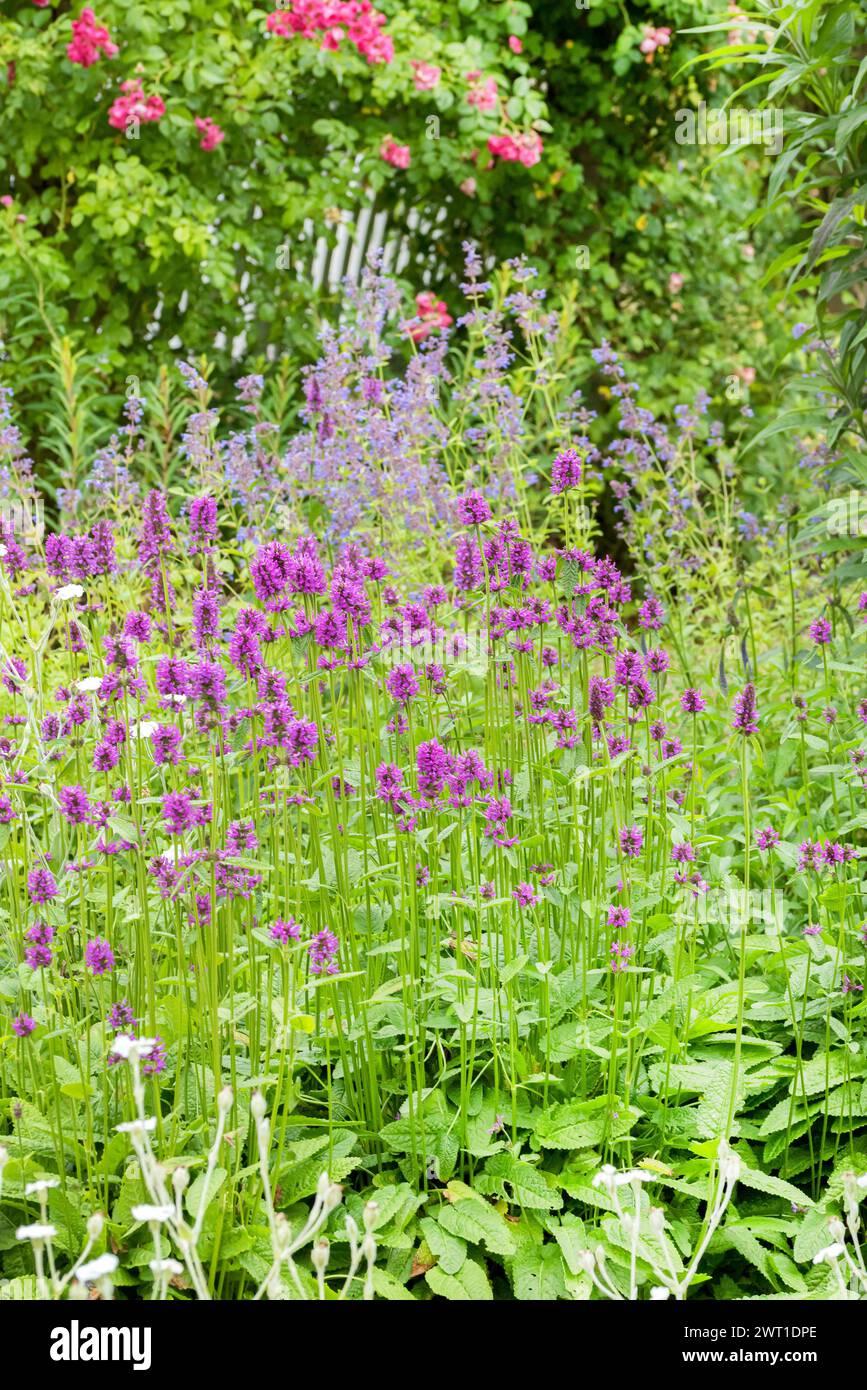 Dense flowered betonies hi-res stock photography and images - Alamy