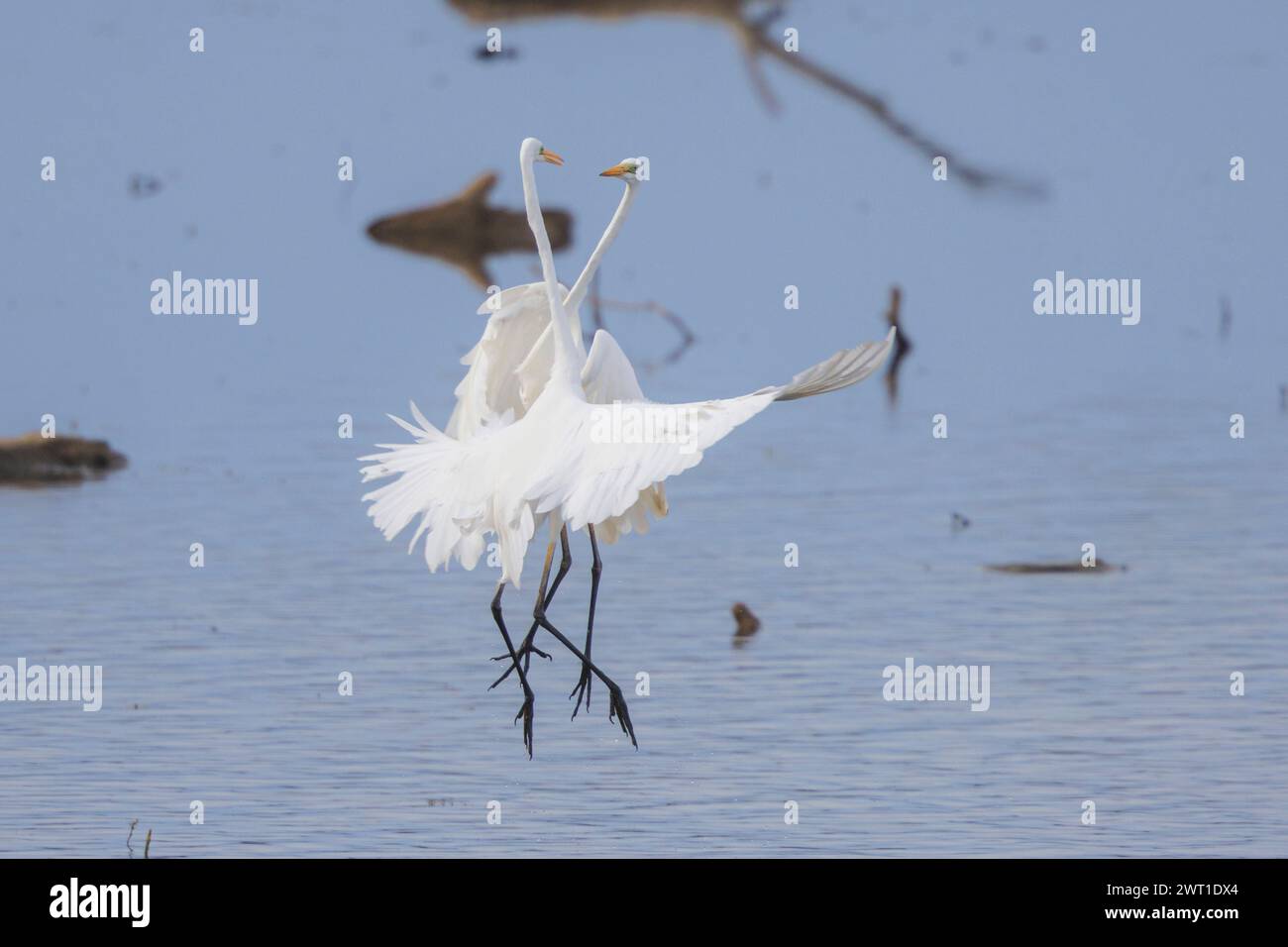 great egret, Great White Egret (Egretta alba, Casmerodius albus, Ardea alba), two great egrets ...