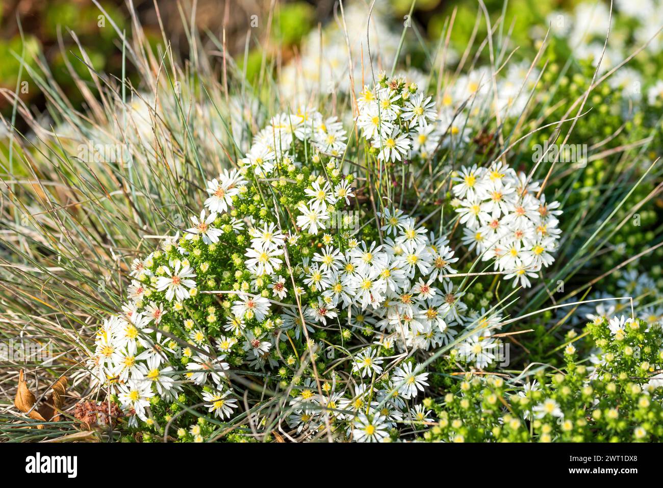 Heath aster (Aster ericoides 'Snowflurry', Aster ericoides Snowflurry ...