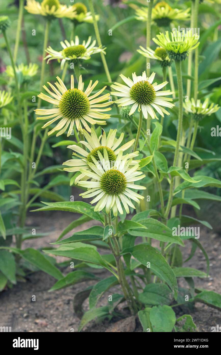 Purple Cone Flower, Eastern purple-coneflower, Purple-coneflower ...