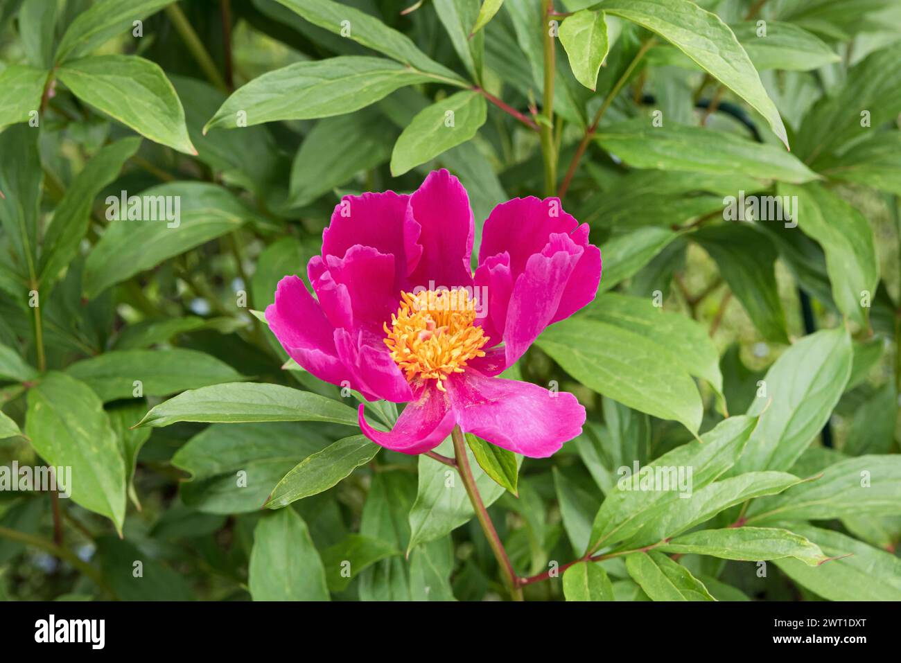 paeony (Paeonia officinalis 'Medicineman', Paeonia officinalis ...